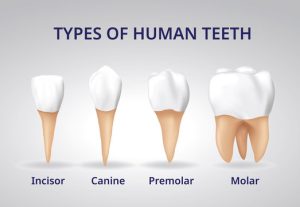 Bicuspid Root Canals - A Complete Guide - Best Dental